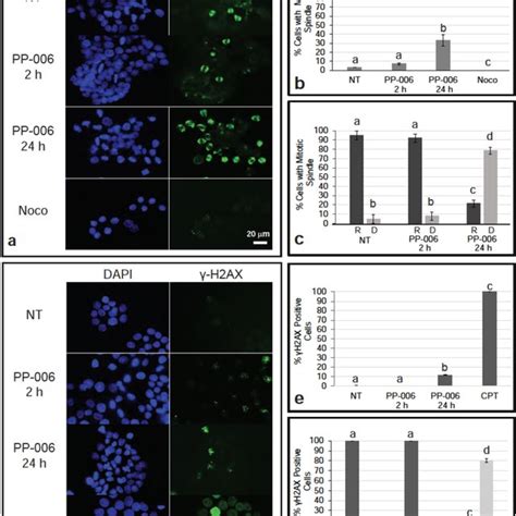 Mitotic Ht 29 Cells Treated With Pp 006 Exhibit Distorted Mitotic