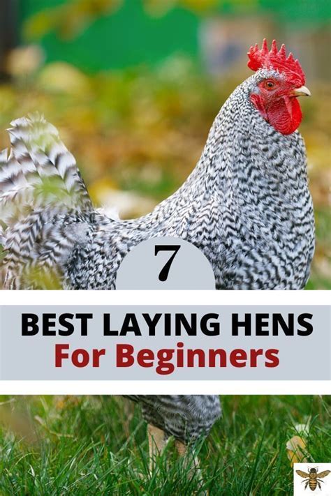 7 Best Chicken Breeds For Beginners Best Laying Hens Best Laying
