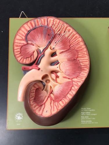 224 Lab Urinary System Flashcards Quizlet