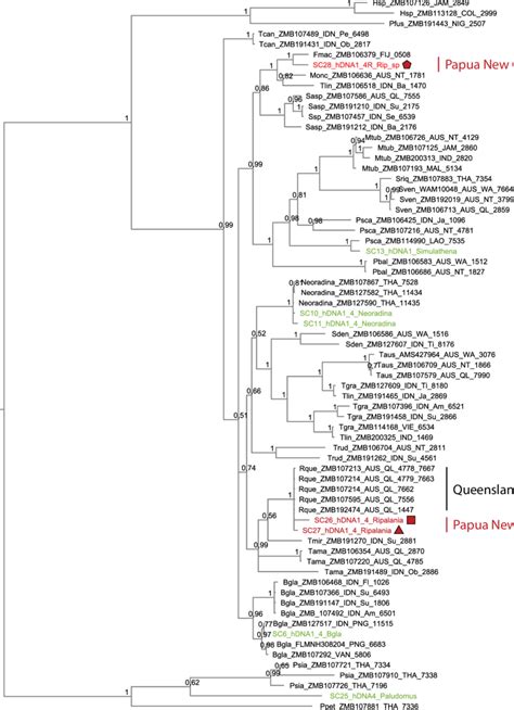 bayesian consensus phylogram based on 16s sequences numbers on nodes