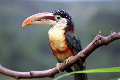 Free Images Branch Wildlife Wild Beak Tropical Hummingbird