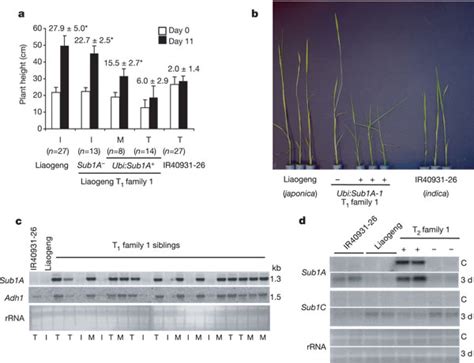 Characterization Of Submergence Response In Transgenic Rice Ectopically