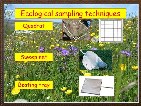 Ppt Igcse Biology Section 4 Lesson 1 Powerpoint Presentation Free Download Id9662343