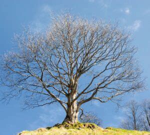 Tree Quiz Questions And Answers Quiz Trivia Games