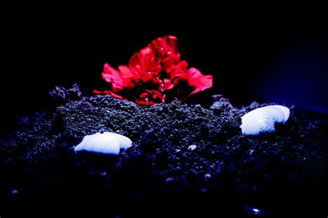Sand Muscheln Blume Kostenloses Foto Auf Pixabay Pixabay