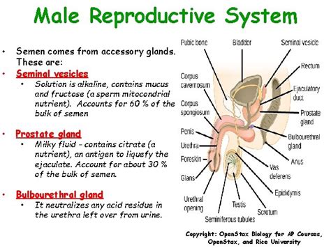 Human Biology Biol 104 Talk Nine Reproductive Systems