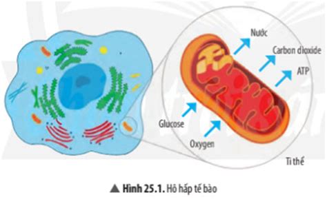 Bài Sinh VUIHOC Lý thuyết và bài tập về hô hấp tế bào