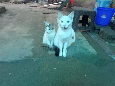 Naughty Kitten
