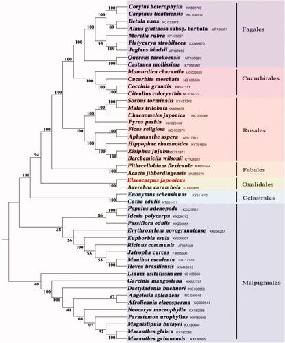 Full Article The Complete Chloroplast Genome Of Elaeocarpus Japonicus