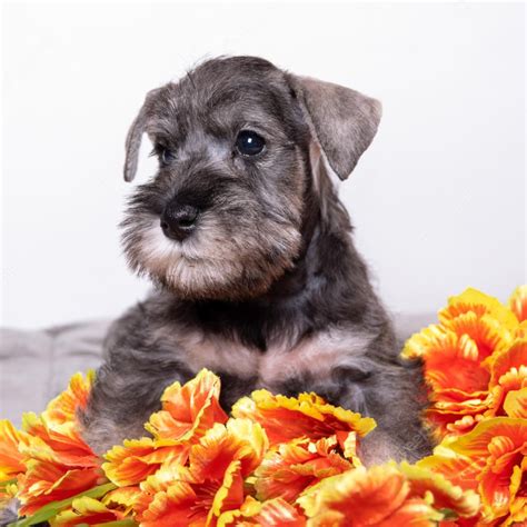 Schnauzer Miniatura Mascotas Pets Kennel