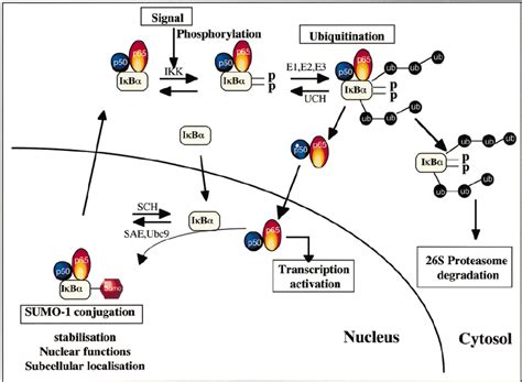 Fates Of Ubiquitin And Sumo 1 Modified I S B H See Text For Details