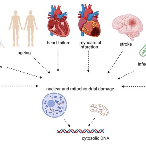 PDF The Innate Immune CGAS STING Pathway In Cardiovascular Diseases