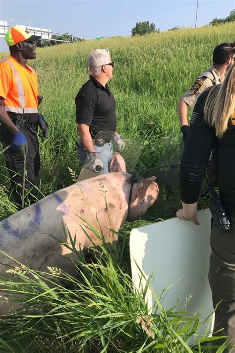 Dozens Of Pigs Run Loose On Minnesota Highway After Truck Overturns