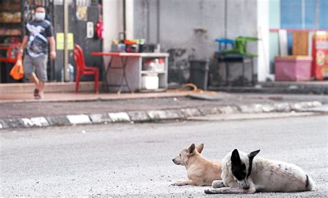 Dogged By Strays The Star