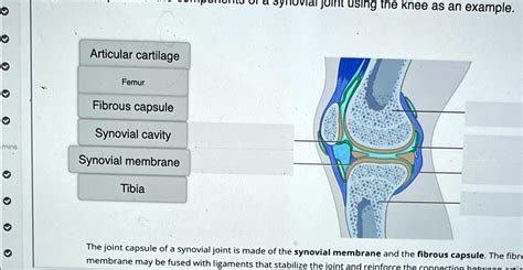 Articular Cartilage Femur Fibrous Capsule Synovial Cavity Synovial