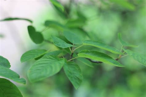 Plantelor Verde Frunze Fotografie Gratuită Pe Pixabay Pixabay