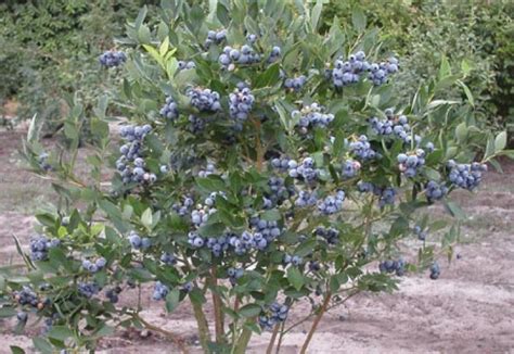 Vaccinium Corymbosum Alchetron The Free Social Encyclopedia