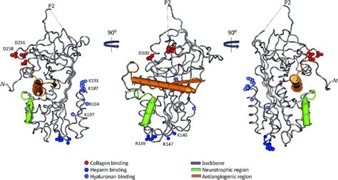 2 Three Dimensional Structure Of Human Pedf Protein From Protein Data