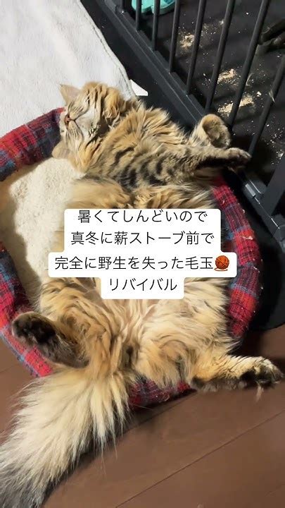 暑くてしんどいので真冬に薪ストーブ前で完全に野生を失った毛玉🧶リバイバル Cat ねこ ねこのいる生活 保護猫 猫 長毛猫 毛玉