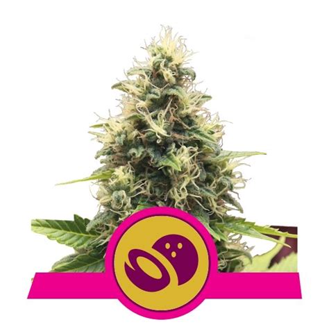 Culture Du Cannabis En Hydroponie Vs En Terre RQS Blog