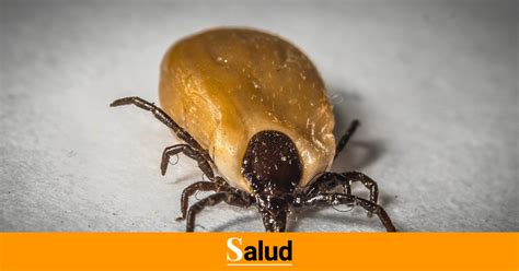 Alertan Sobre El Aumento De Garrapatas En España ¿cómo Evitarlas