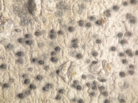 Anisomeridium Biforme