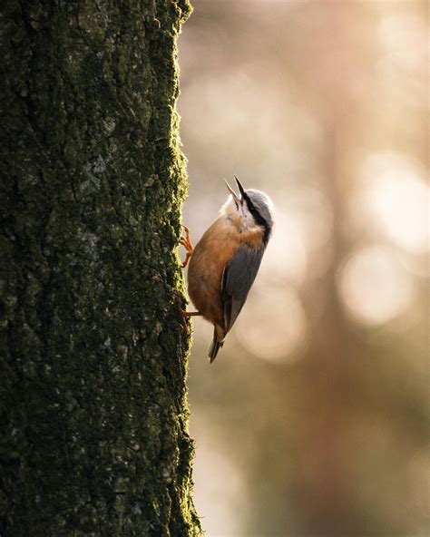 Nuthatch Bird Sunset Free Photo On Pixabay Pixabay