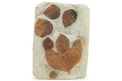14 1 Wide Plate With Six Fossil Leaves Four Species Montana
