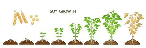 Soy Beans Growth Stages Soybean On Evolution Png And Vector With