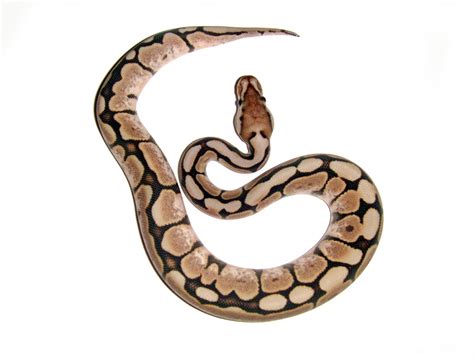 Morph List World Of Ball Pythons