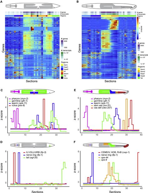 Spatial Transcriptomics Of C Elegans Males And Hermaphrodites Identifies Sex Specific