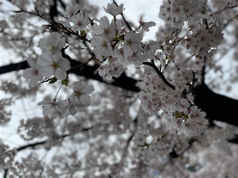 目黒川の桜 デマのぼやき