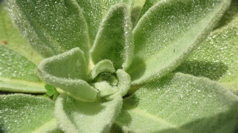 Rocío Planta Naturaleza Foto gratis en Pixabay Pixabay