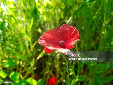 여름에 필드에 양귀비 꽃 녹색 필드입니다 자연 사진 태양 광선 햇빛 밝은 색상 데스크톱 배경입니다 웹 디자인 꽃 바탕 화면 벽지 와 백그라운드 파파버 라와스 0명에 대한