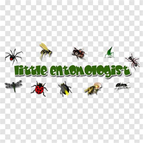 Insect Logo Pollinator Pest Font Membrane Winged Transparent PNG