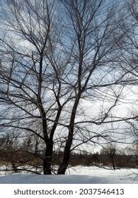 Russian Elm Images Stock Photos Vectors Shutterstock