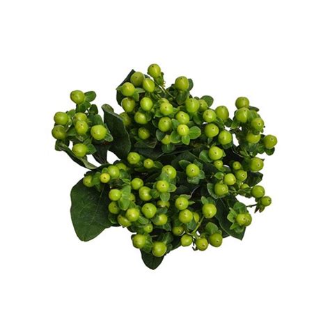 Greens Hypericum Inspiraterra