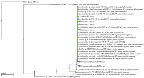 Discovery Of A Novel Lysinibacillus Species From Indonesian Peat Soil