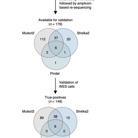 Identification Of Heterozygous Variant Positions In The Mouse
