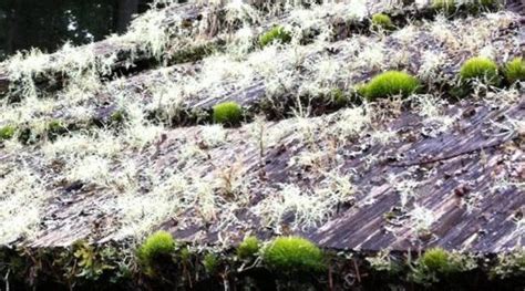 All You Need To Know About Pressure Washing Roofs And Moss Gig Harbor