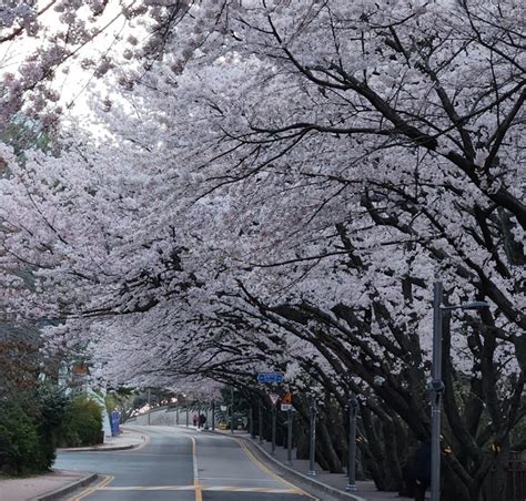 부산 벚꽃 명소 해운대 달맞이길 벚꽃 터널 네이버 블로그