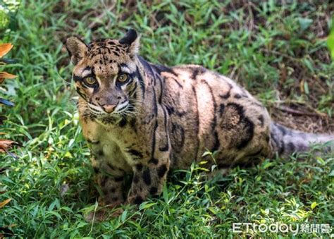 消失近40年台灣雲豹現蹤阿塱壹森林 台東居民擔心大過於開心 ETtoday寵物雲 ETtoday新聞雲