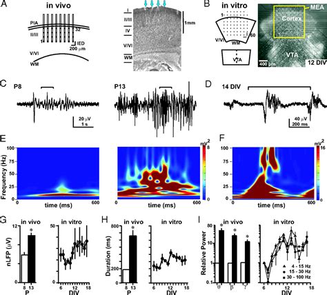 Neuronal Avalanches Organize As Nested Theta And Betagamma Oscillations During Development Of