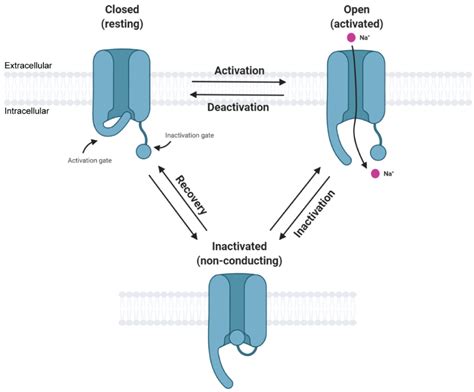 145 Metabolism And Signaling The Steady State Adaptation And Homeostasis Biology Libretexts