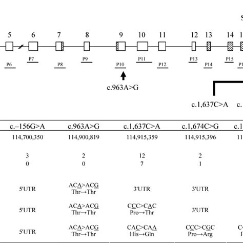 Tcf7l2 Gene Variants And Their Potential Impact On The Different