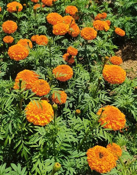 成縣萬壽菊全面進入採摘季 每日頭條