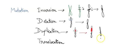 Solved 1 Mutations In Chromosome Structure Deletion Duplication