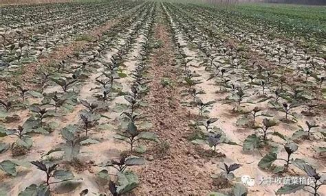 深沟高畦种植图片 种植图片 创意种植图片 大山谷图库