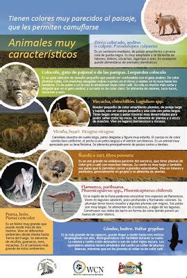 El Blog De Alianza Gato Andino AGA Proyecto Accion Global Gato Andino