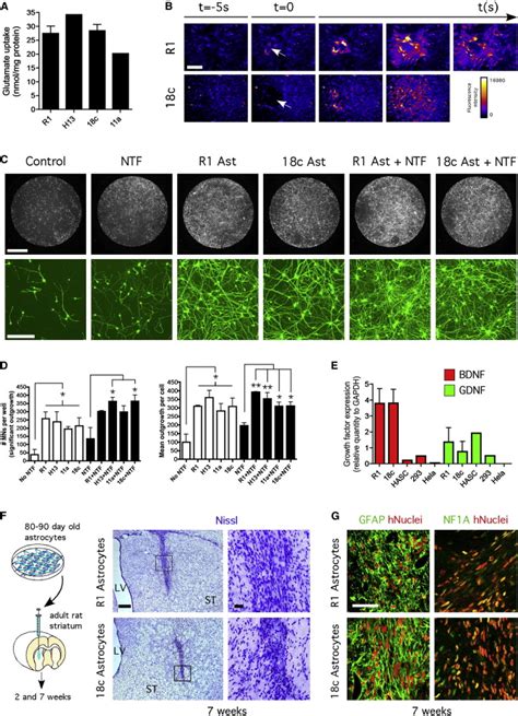 Human Stem Cell Derived Astrocytes Are Functional But Not Completely